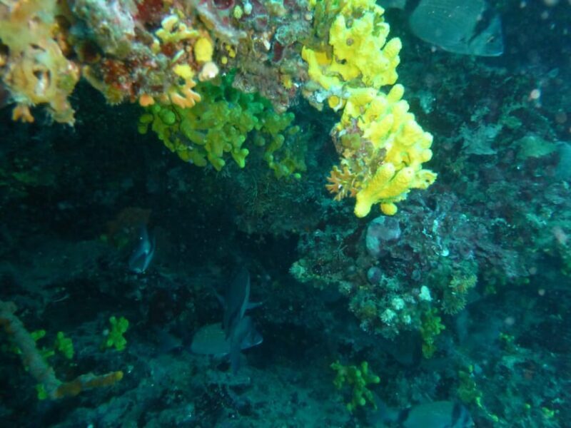 Pula: 2.5-Hour Snorkelling Experience - Authentic Experiences and Honest Feedback