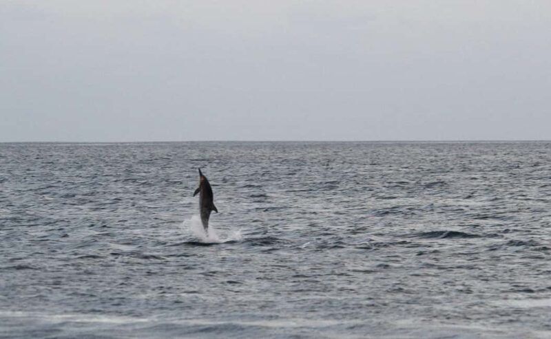 Pula: Boat Dolphin tour and Romantic Sunset at N.P. Brijuni - Key Points