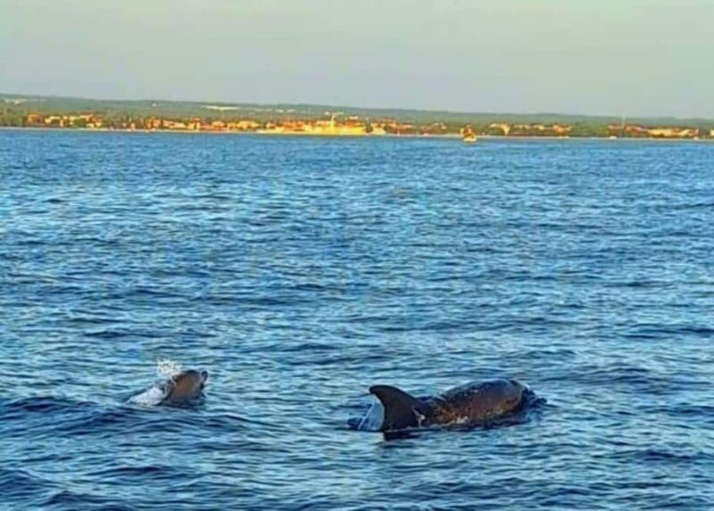 Pula: Boat Tour with Swimming and Snorkeling - What to Expect from the Pula Boat Tour