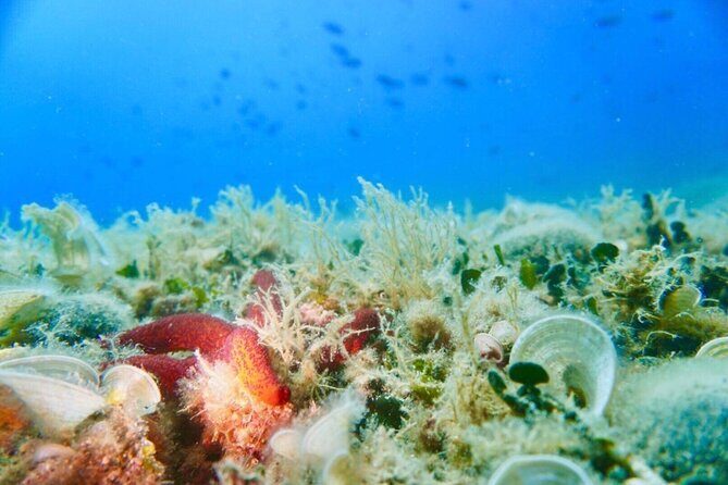 Pula Boat Trip with Snorkeling - An In-Depth Look at the Pula Snorkeling Boat Tour