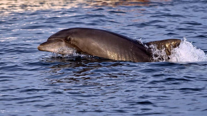 Pula: Brijuni Dolphin Watching cruise with Dinner & Sunset - Key Points