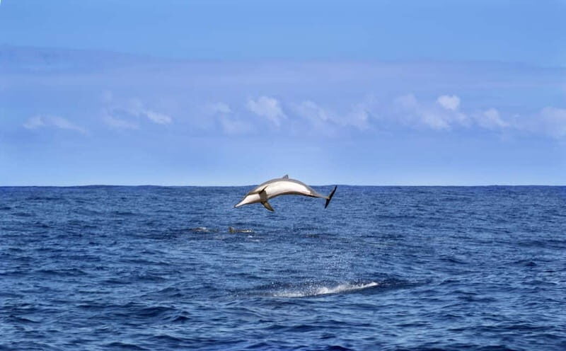 Pula: Brijuni Dolphin Watching cruise with Dinner & Sunset - Final Thoughts: Is It Worth Your Time?