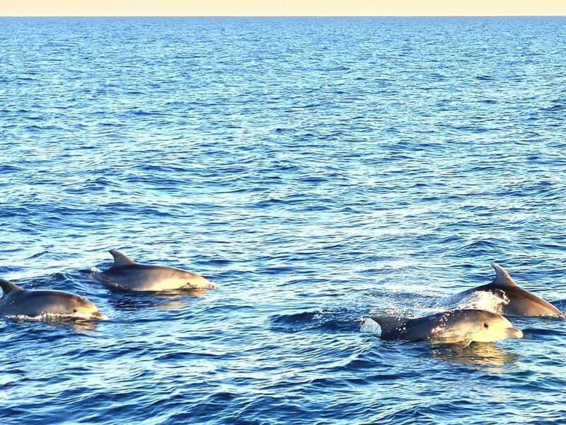 Pula: Brijuni National Park Dolphin Watching Tour w/Dinner - An Honest Look at the Experience