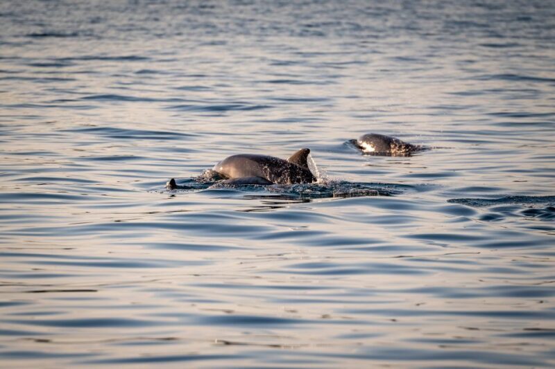 Pula: Brijuni National Park Sunset, Dolphins & Dinner Cruise - Authenticity and Atmosphere