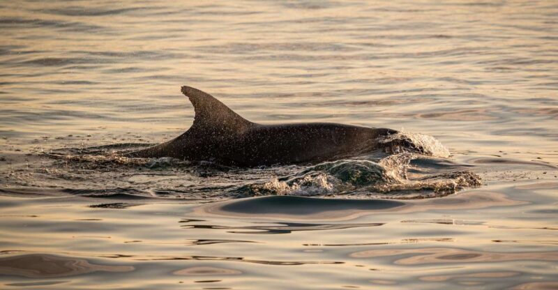 Pula: Brijuni National Park Sunset, Dolphins & Dinner Cruise - How the Experience Plays with Reviews