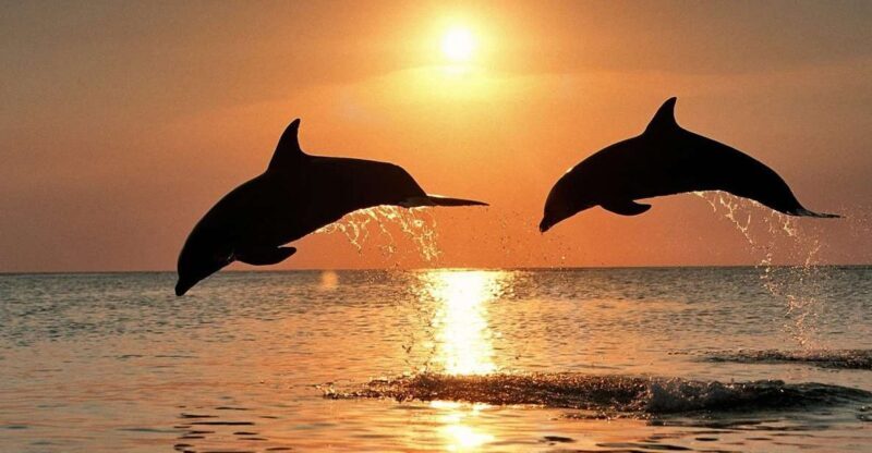 Pula: Brijuni Sunset Dolphin Cruise with Dinner & Drinks - The Experience in Detail