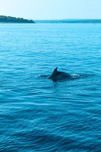 Pula: Brijuni Sunset Dolphin Cruise with Dinner & Drinks - What Makes This Tour Stand Out