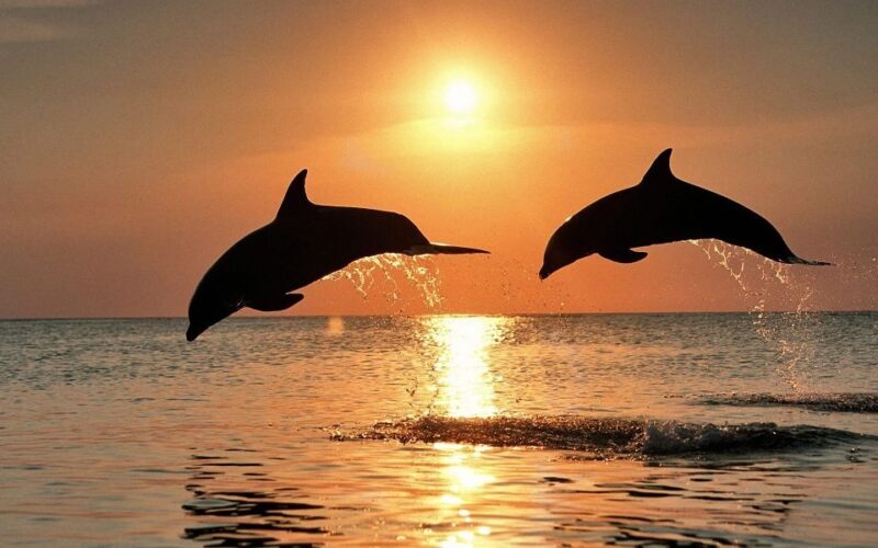 Pula: Dolphin and Sunset Watching with Dinner and Drinks - Exploring the Experience in Detail