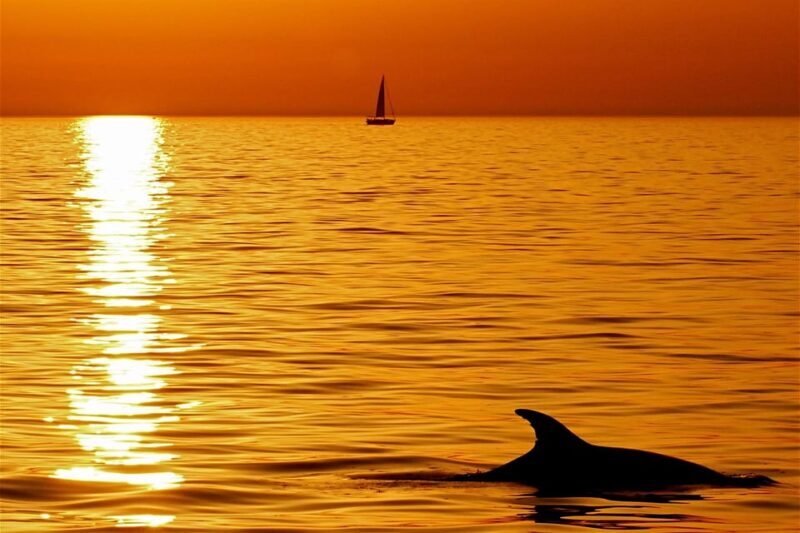 Pula Dolphin Watching Boat Trip - Who Should Consider This Tour?