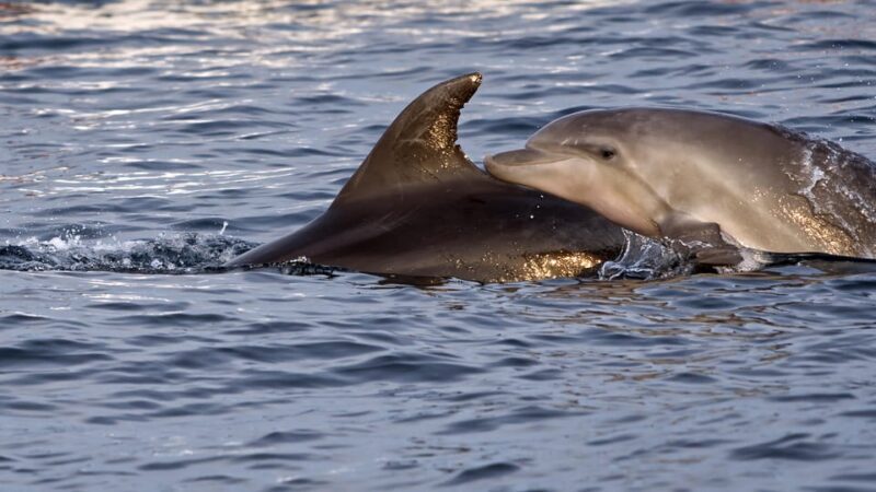Pula Dolphin Watching Boat Trip - FAQs