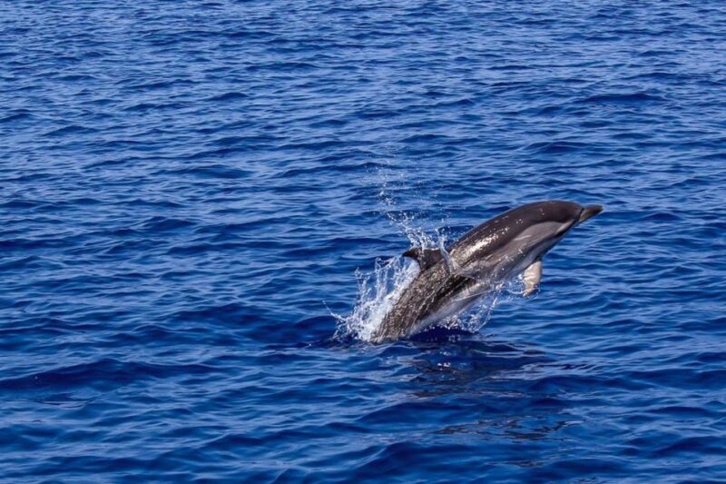 Pula: Dolphin Watching Sunset Cruise with Dinner & Drinks - Key Points