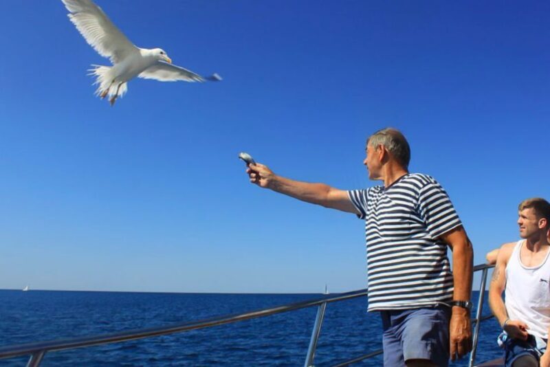 Pula: Dolphin Watching Sunset Cruise with Dinner & Drinks - An Honest Look at the Experience