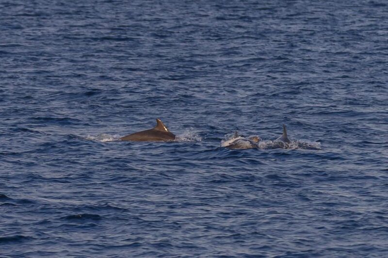 Pula: Dolphin Watching Sunset Cruise with Dinner & Drinks - The Downside? Weather and Expectations