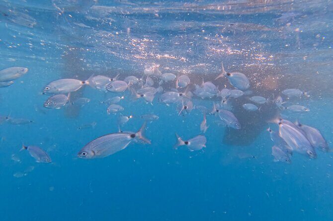 Pula: Half-Day Sailing with Drinks, SUP & GoPro (Max 6 Guests) - Pricing and Value