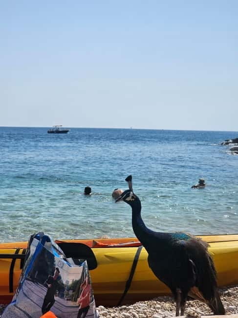 Pula: Kayak Tour to Island St. Jerolim and Kozada - An Authentic Croatian Adventure on the Water