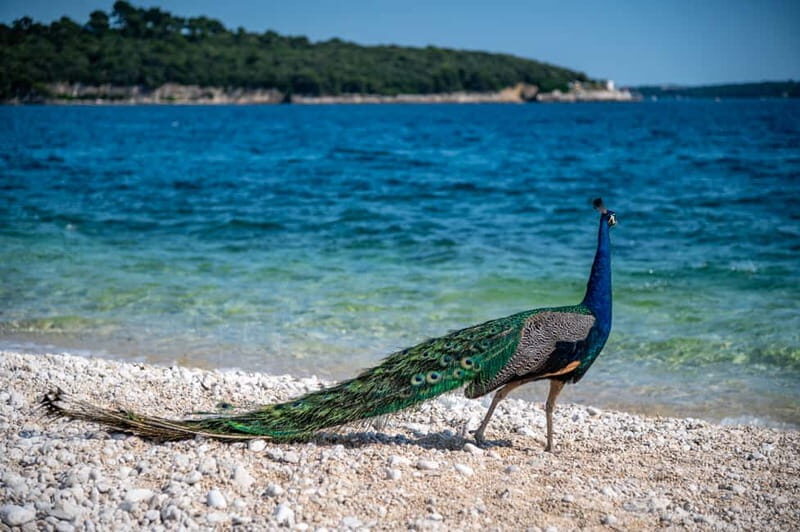Pula: National Park Brijuni Cruise with Lunch and Drinks - The Cruise Itinerary and Timing