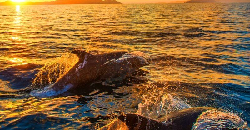 Pula: National Park Brijuni Dolphin Cruise with Dinner - Key Points