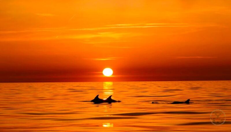 Pula: National Park Brijuni Dolphin Cruise with Dinner - An In-Depth Look at the Experience