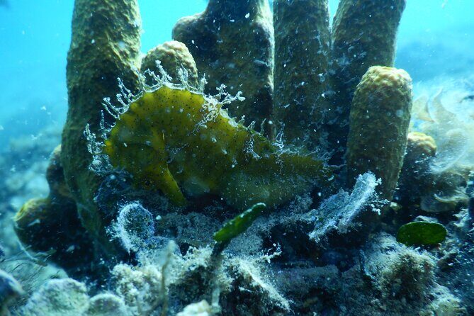 Pula PRIVATE Discover Scuba Diving - Frequently Asked Questions