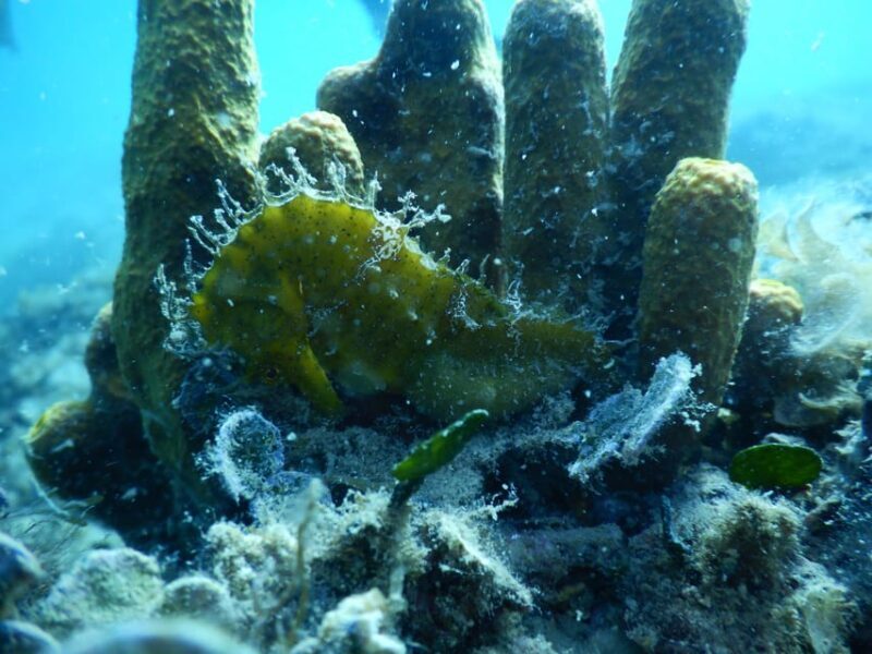 Pula: Private Introduction to Scuba Diving - Who This Tour Is Perfect For