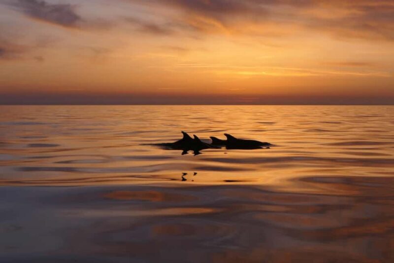 Pula: Private Sunset Boat Trip with Dolphins - Who Will Love This?