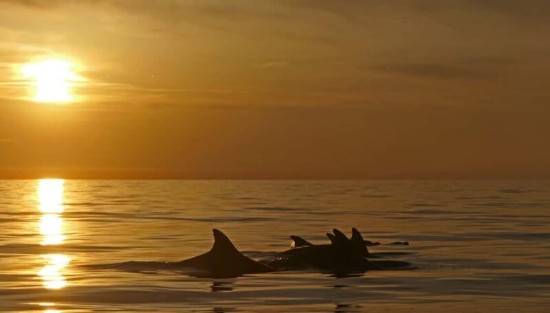Pula: Private Sunset Boat Trip with Dolphins - FAQ