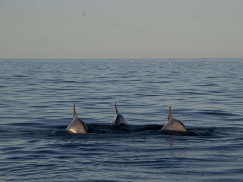 Pula Private Sunset Cruise: Dolphins, Wine & 3 Golden Hours - Practical Tips