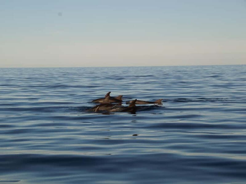 Pula Private Sunset Cruise: Dolphins, Wine & 3 Golden Hours - Final Thoughts