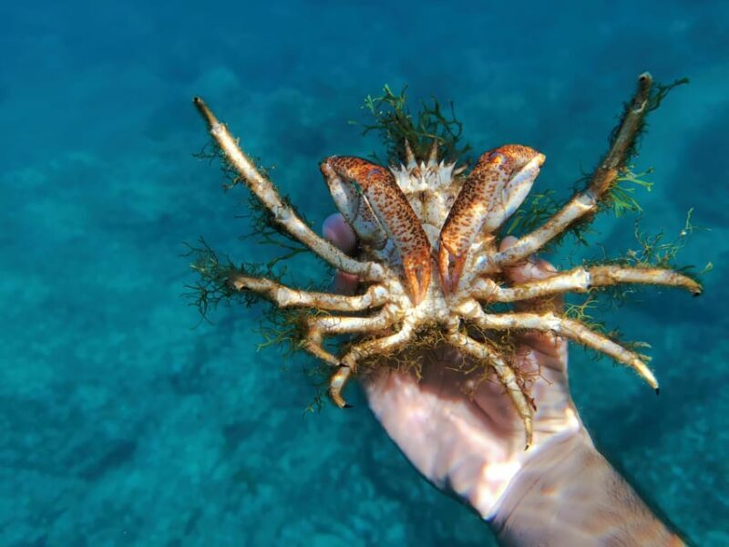 Pula Snorkeling Adventure Boat Trip - Who Should Consider This Tour?