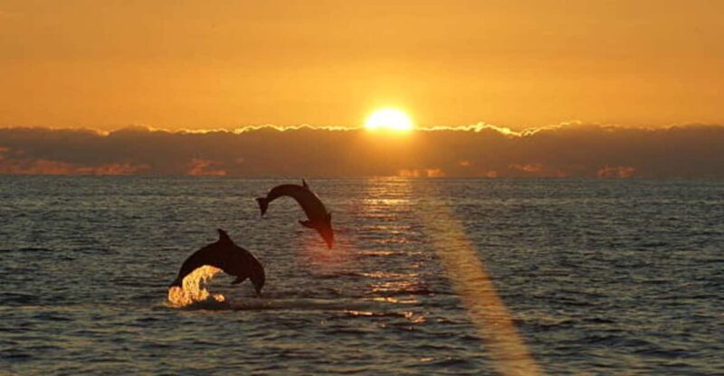 Pula: Sunset Dolphin Watching Boat Tour around N.P Brijuni - Key Points
