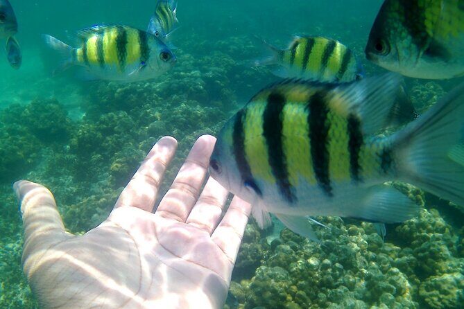 Pulau Payar Snorkeling Tour in Langkawi - Starting Point and Transportation