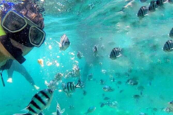Pulau Payar Snorkeling Tour in Langkawi - Considering the Value