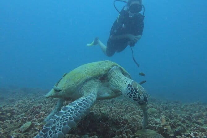Pulau Perhentian Diving for Beginners - An In-Depth Look at Pulau Perhentian Diving for Beginners