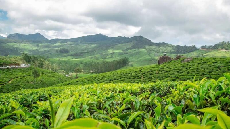 Pullikanam : Tea Estate Tour from Kochi  Closer than Munnar - An In-Depth Look at the Pullikanam Tea Estate Tour