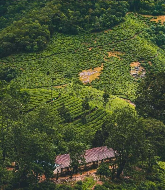 Pullikanam : Tea Estate Tour from Kochi  Closer than Munnar - Who Will Enjoy This Tour?