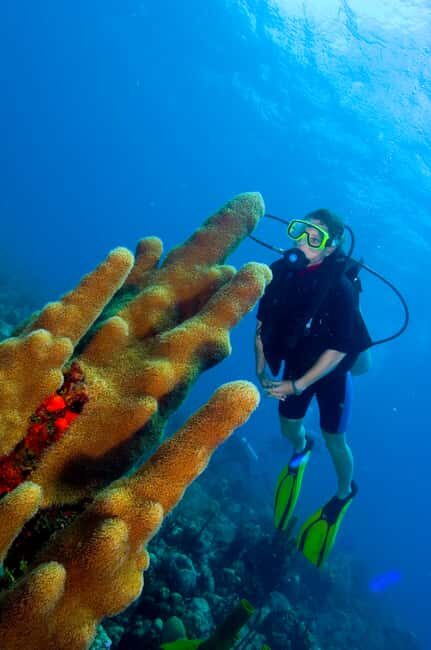 Punta Cana: 2-Tank Dive Trip for Certified Divers - Key Points