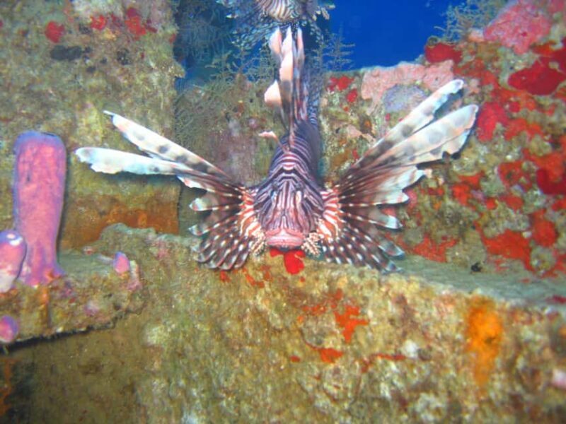 Punta Cana: 2-Tank Dive Trip for Certified Divers - The Itinerary: What to Expect