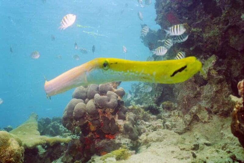 Punta Cana: 2-Tank Dive Trip for Certified Divers - What Makes This Tour Stand Out?