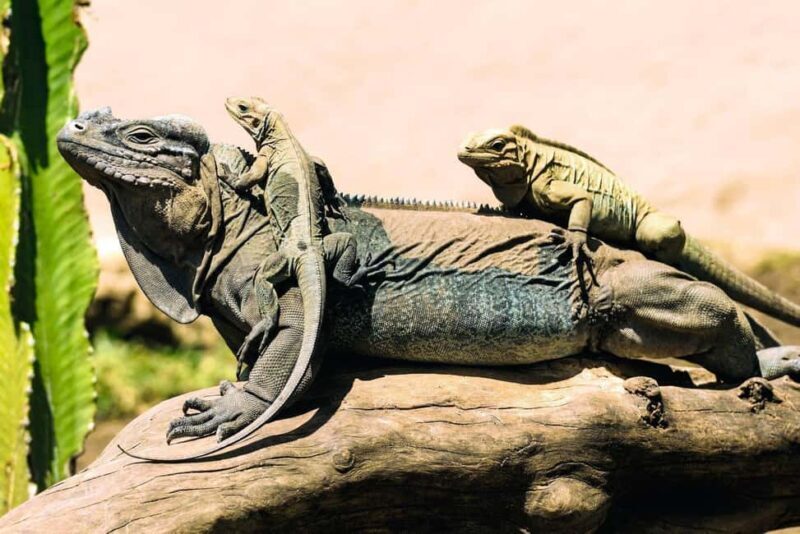 Punta Cana: Anamaya Mountains Walking Tour with Tasting - Final Thoughts