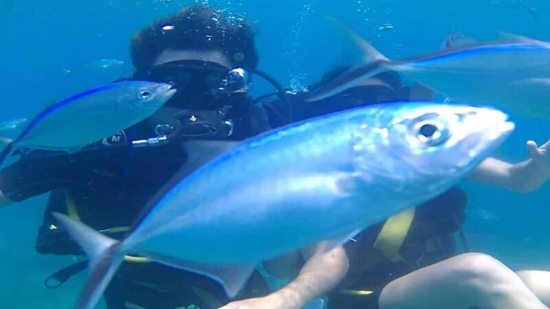 Punta Cana: Catalina Island Scuba Diving Day Trip - Who Should Consider This Tour?