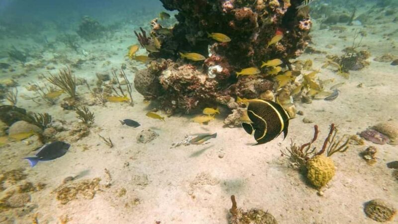 Punta Cana: Catalina Island Snorkeling Tour - The Value of This Tour