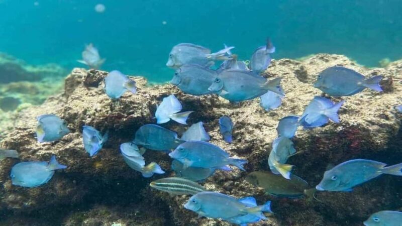 Punta Cana: Catalina Island Snorkeling Tour with Lunch - Who Will This Tour Suit Best?