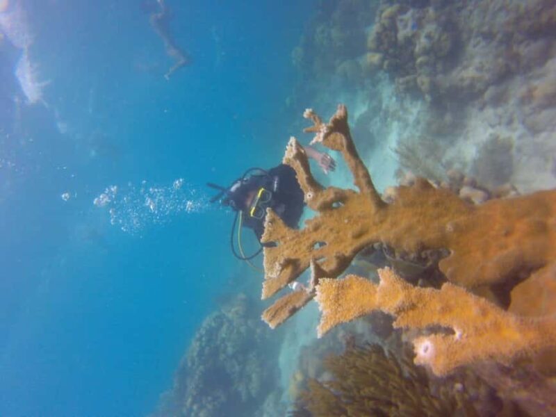 Punta Cana: Catalina Island Snorkeling Tour with Lunch - Who Will Love This Tour?