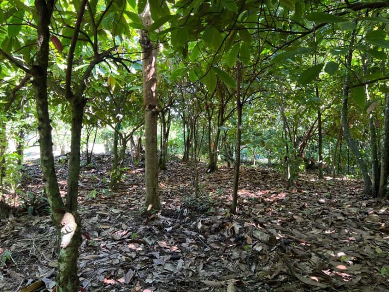 Punta Cana: Coffee Plantation, Chocolate, and Sugar Cane - Final Thoughts: Is It Worth It?