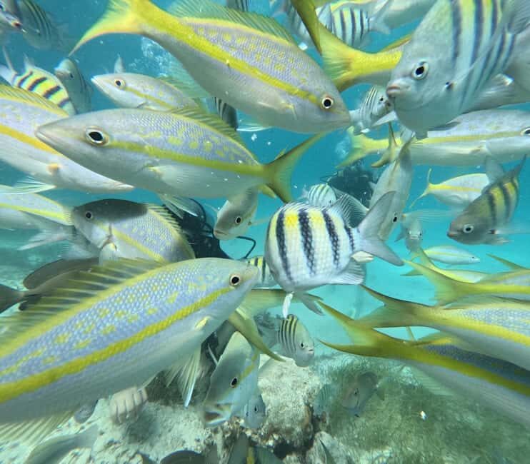 Punta Cana: Discover Scuba Diving Experience for Beginners - An Introduction to the Experience