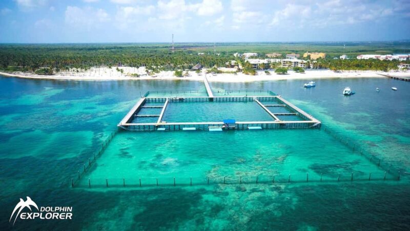 Punta Cana Dolphin Experience: 50 Minutes of Water Fun - A Detailed Look at the Punta Cana Dolphin Experience