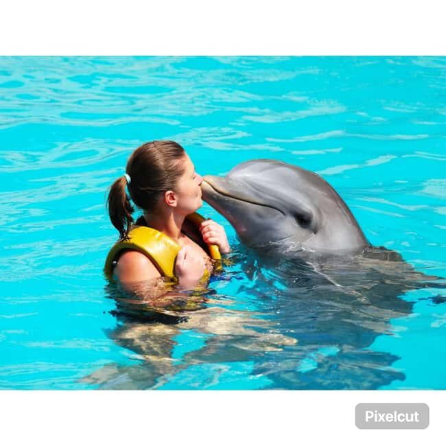 Punta Cana: Dolphin Explorer Park Entry, Swim, or Encounter - What Could Be Better