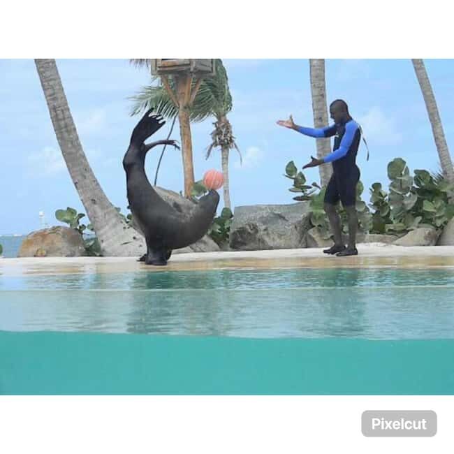 Punta Cana: Dolphin Explorer Park Entry, Swim, or Encounter - FAQ