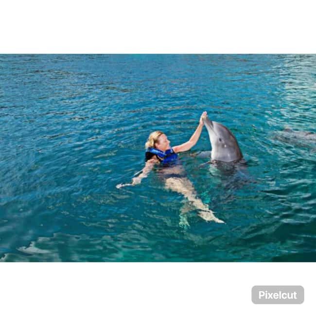 Punta Cana: Dolphin Park Entry and Swim with Dolphins - The Value and Price Point: What You Get