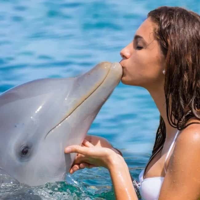 Punta Cana: Enjoy Dolphin Free Hotel Pickup - Key Points